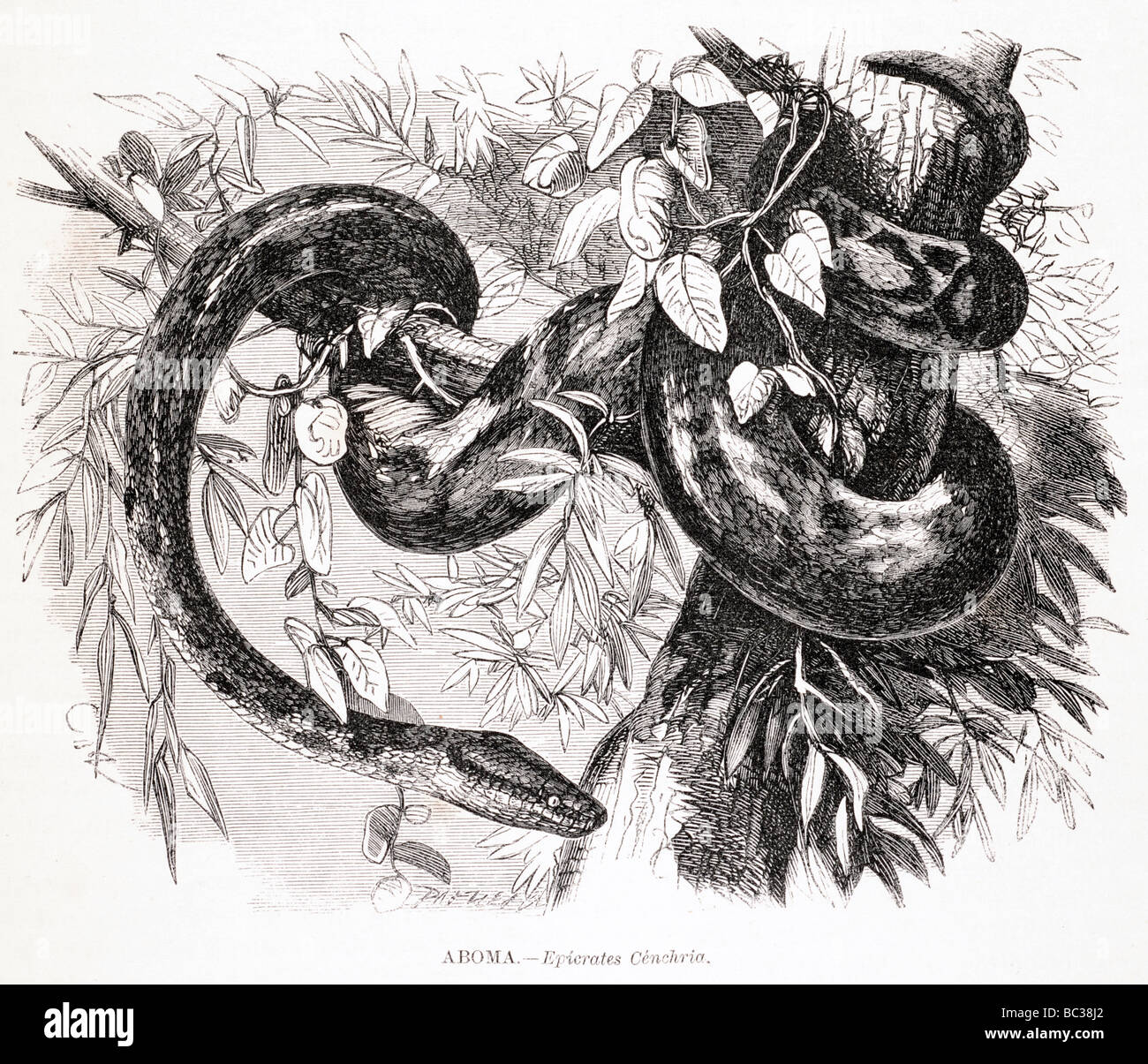 Aboma snake Banque de photographies et d’images à haute résolution - Alamy