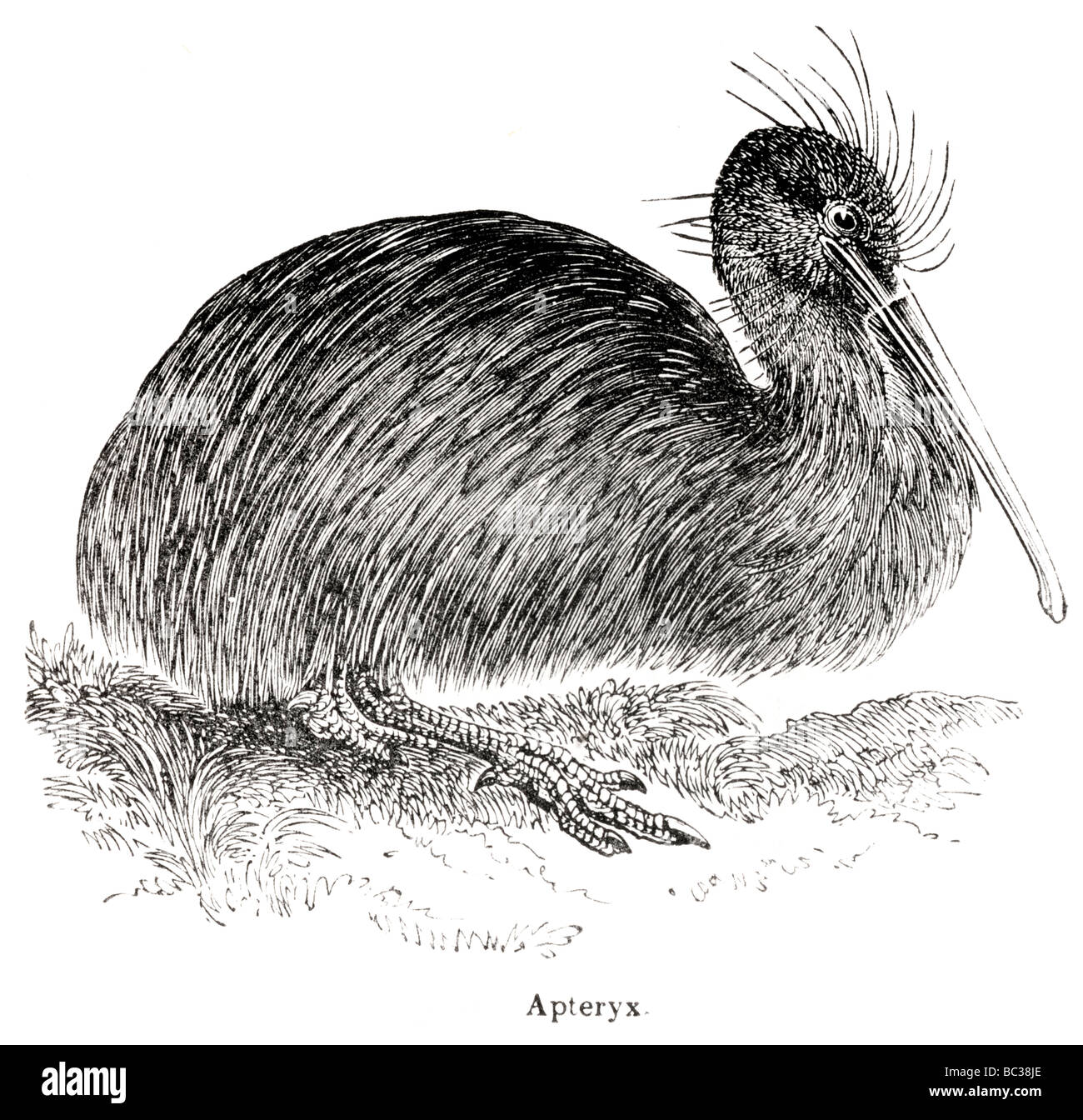 Gravure vintage apteryx Banque de photographies et d’images à haute ...