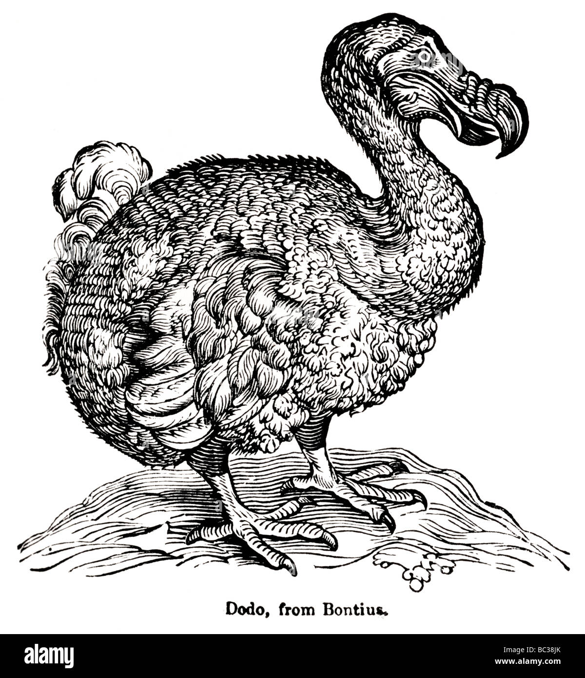 Squelette de dodo rare Banque de photographies et d’images à haute ...