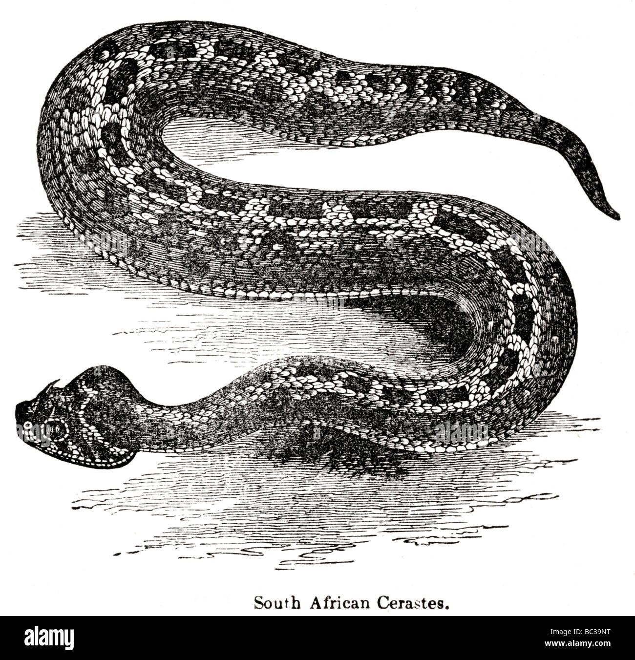 Python Africain Sud Africain Banque d'image et photos - Alamy