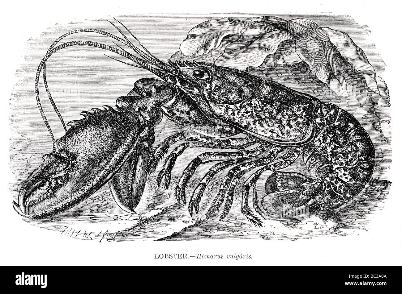 Homarus seafood Banque de photographies et d’images à haute résolution ...