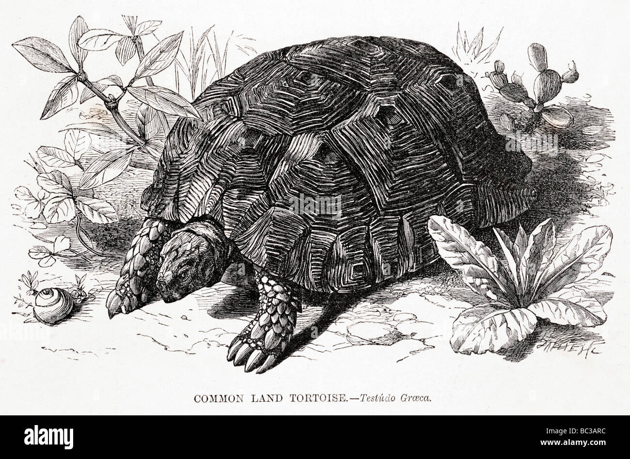 Dessin tortue de terre noir et blanc Banque de photographies et d ...