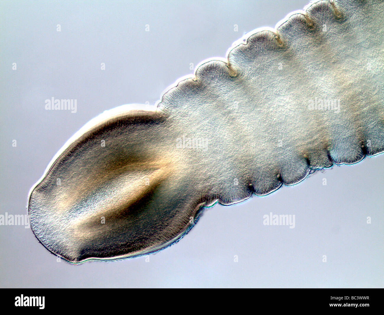 Parasitic worm microscope Banque de photographies et d’images à haute ...