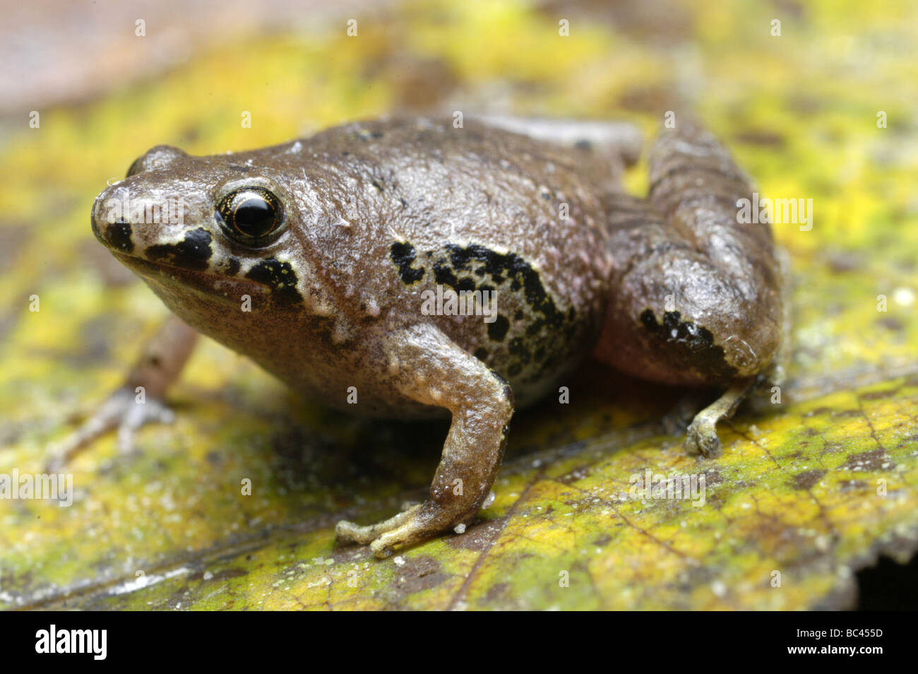 Borneo narrow mouthed frog Banque de photographies et d’images à haute ...