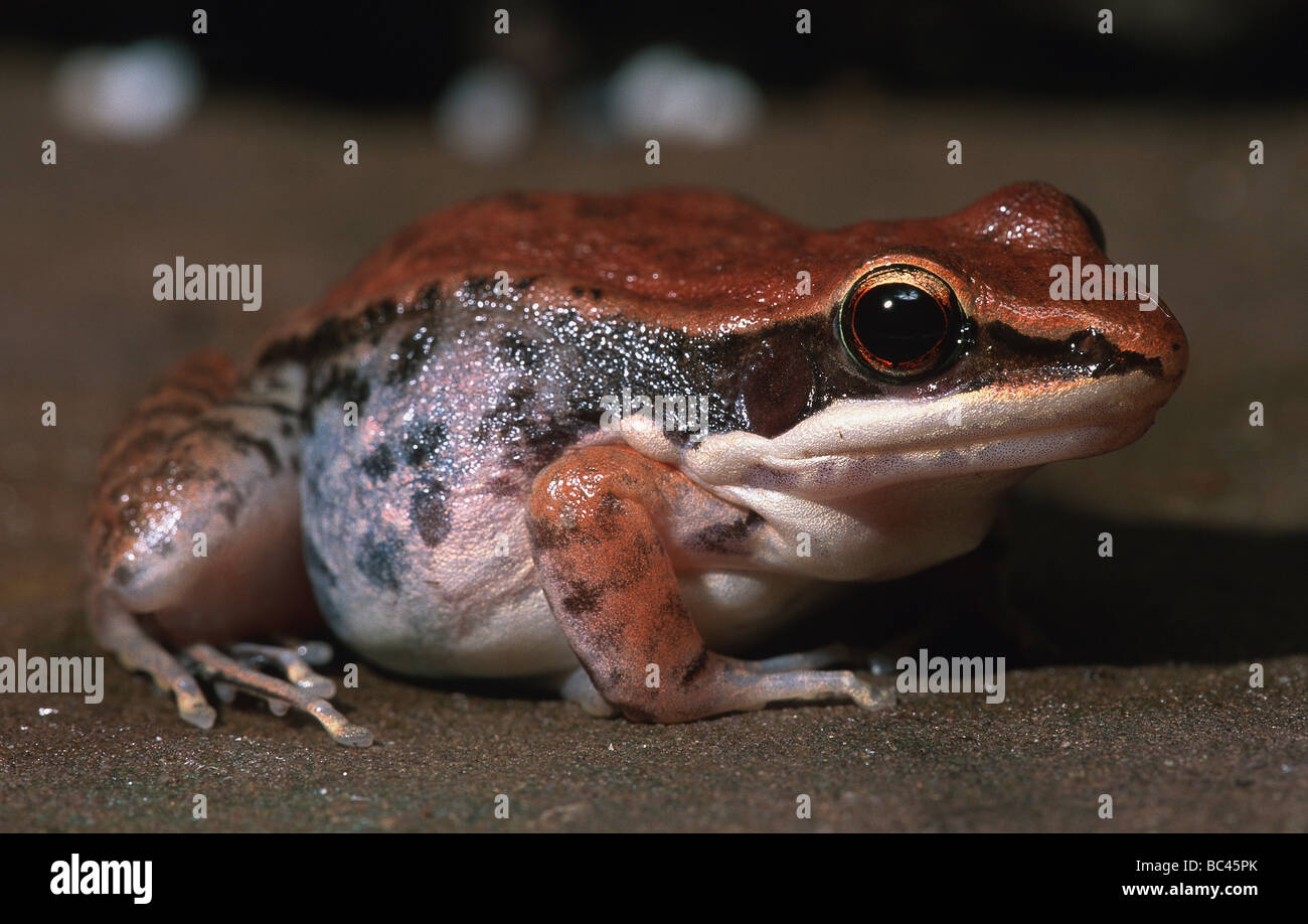 Grenouille rouge et noire Banque de photographies et d’images à haute ...