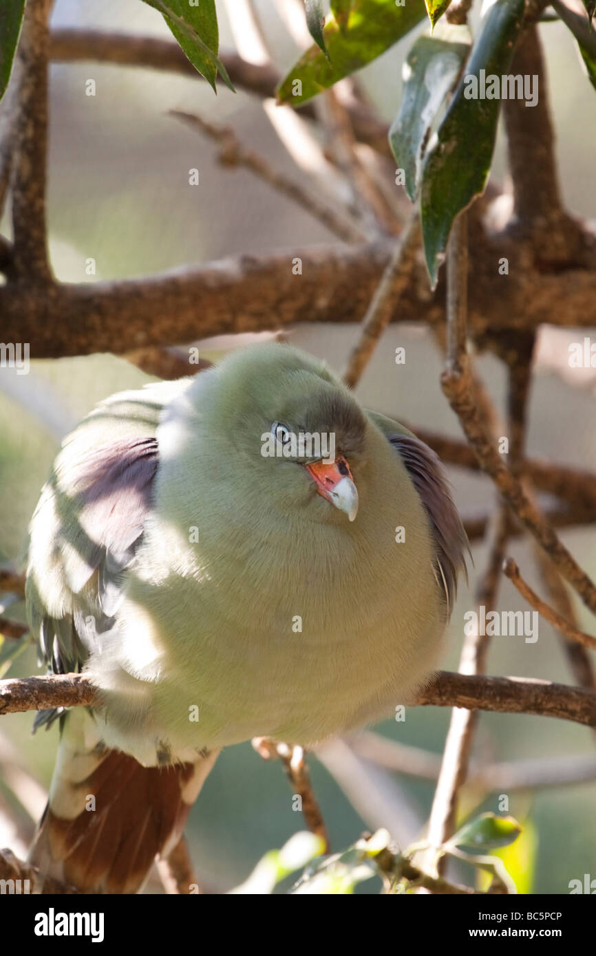 Pigeon vert africain Banque de photographies et d’images à haute ...