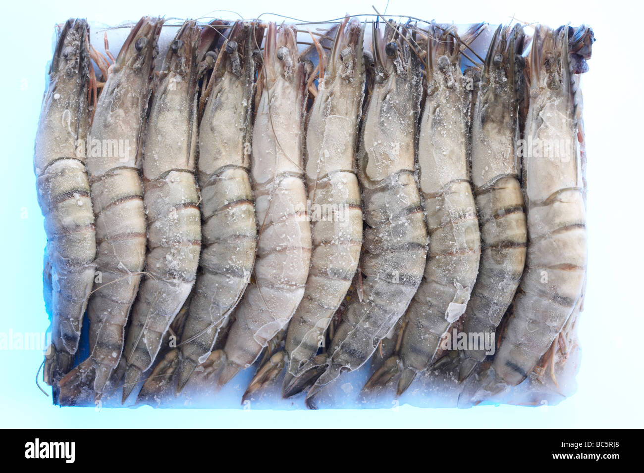 Crevettes géantes surgelées (Penaeus monodon), elevated view Photo ...