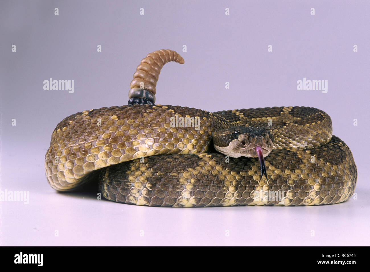 Langue fourchue Banque de photographies et d’images à haute résolution ...