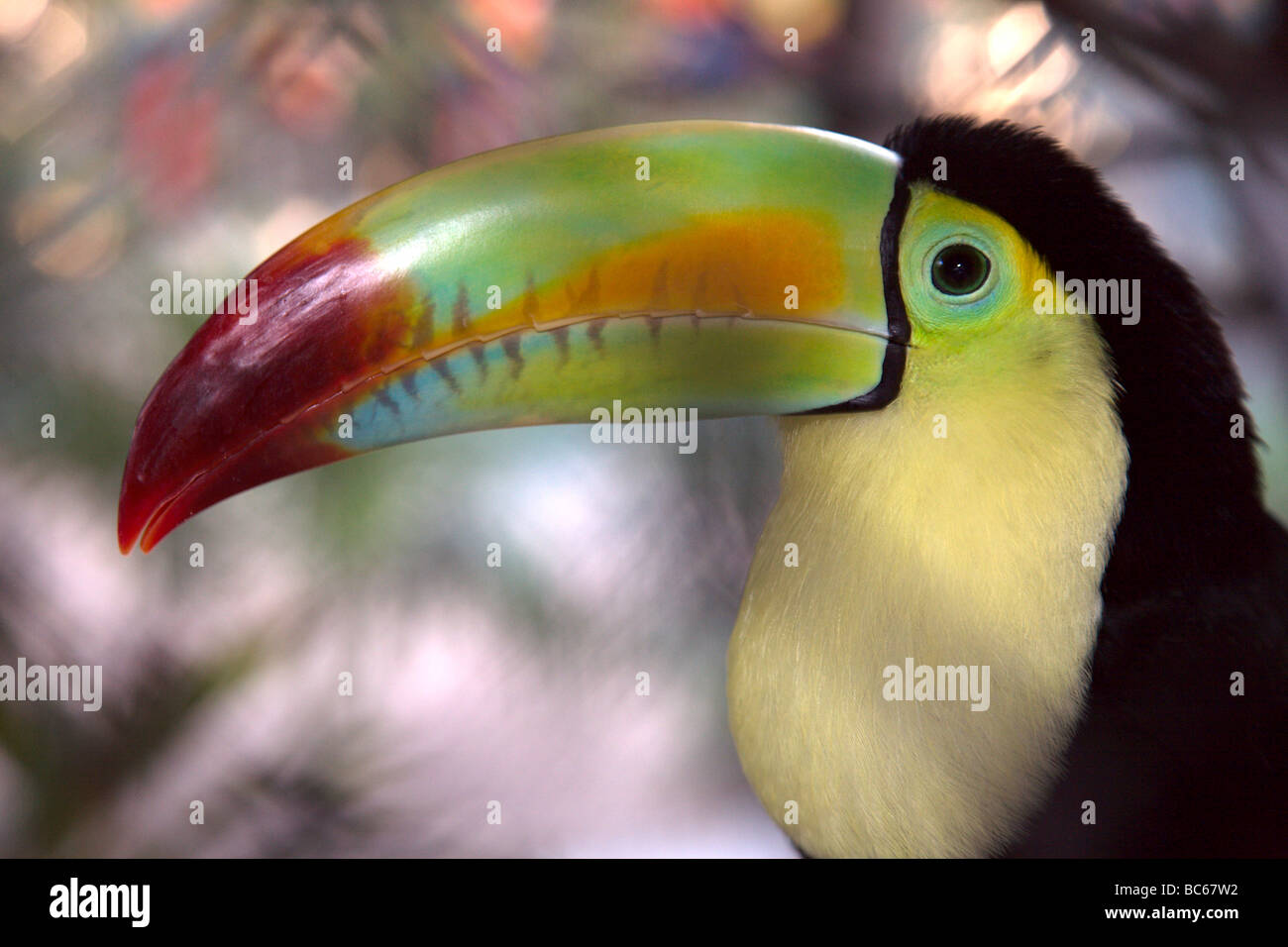 Faune du mexique Banque de photographies et d’images à haute résolution ...