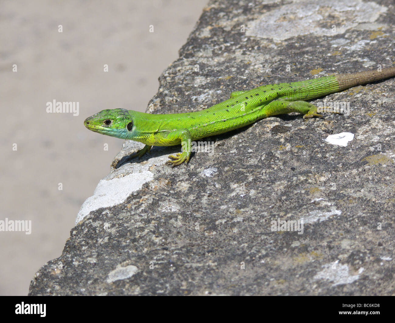 Lézard vert lacerta bilineata Banque de photographies et d’images à ...