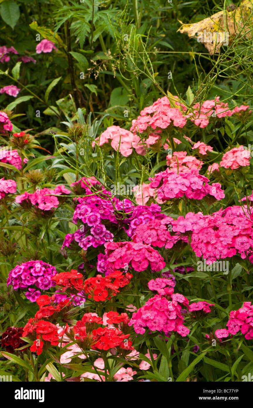 Williams doux rose Banque de photographies et d’images à haute ...