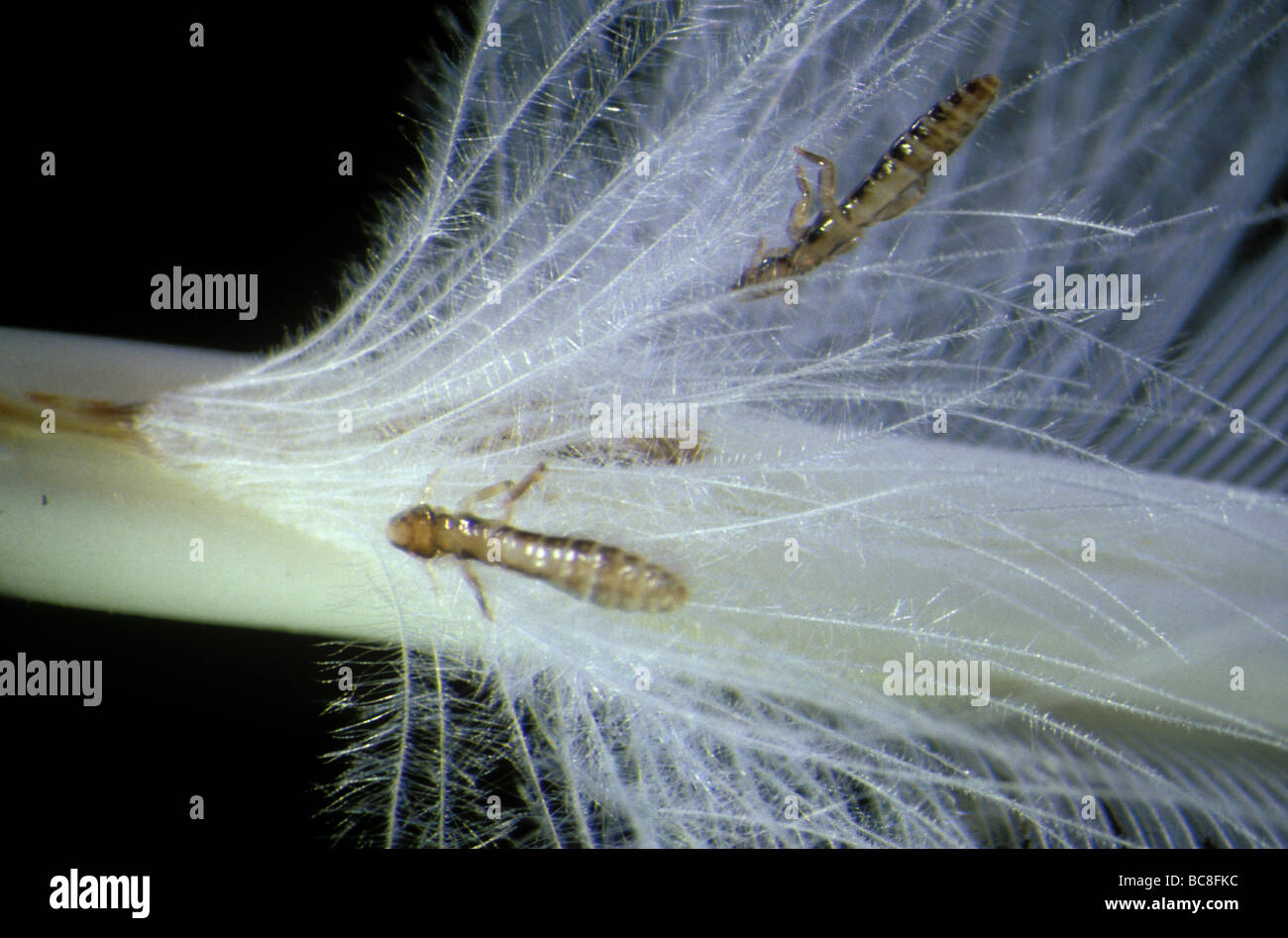 Poux de plumes Banque de photographies et d’images à haute résolution ...