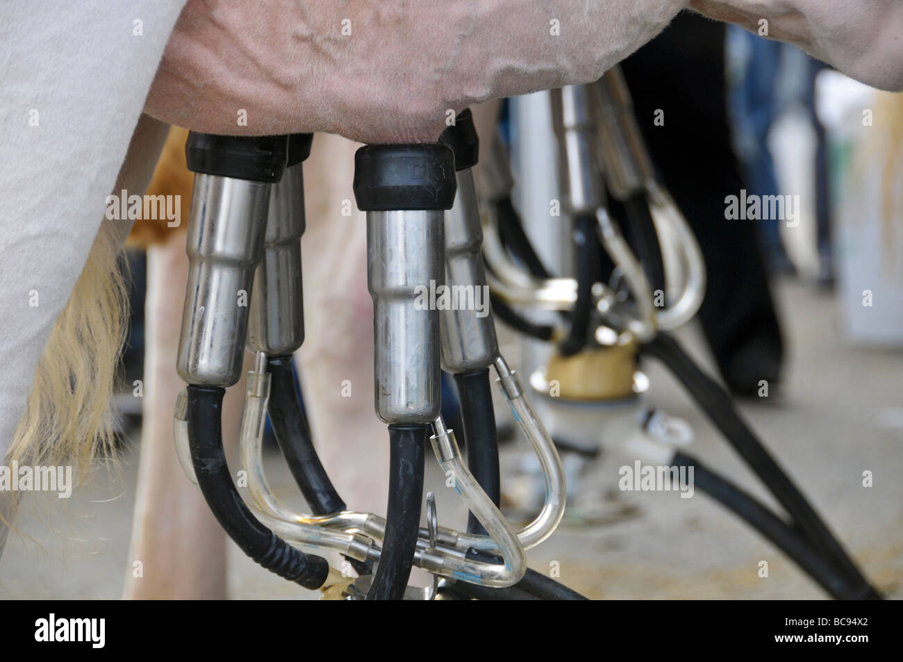 Machine à traire Banque de photographies et d’images à haute résolution - Alamy