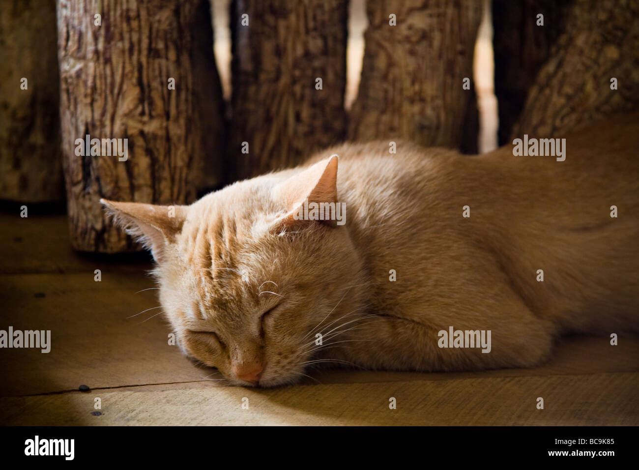 Cat sleep Banque de photographies et d’images à haute résolution - Alamy