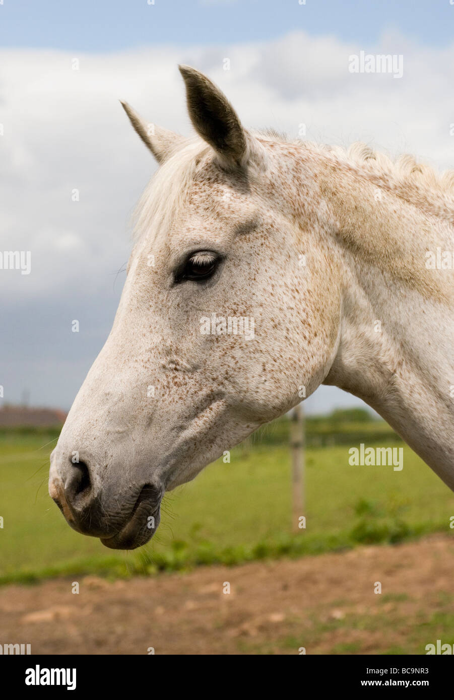 Cheval arabe fleabitten gris jument Banque de photographies et d’images ...