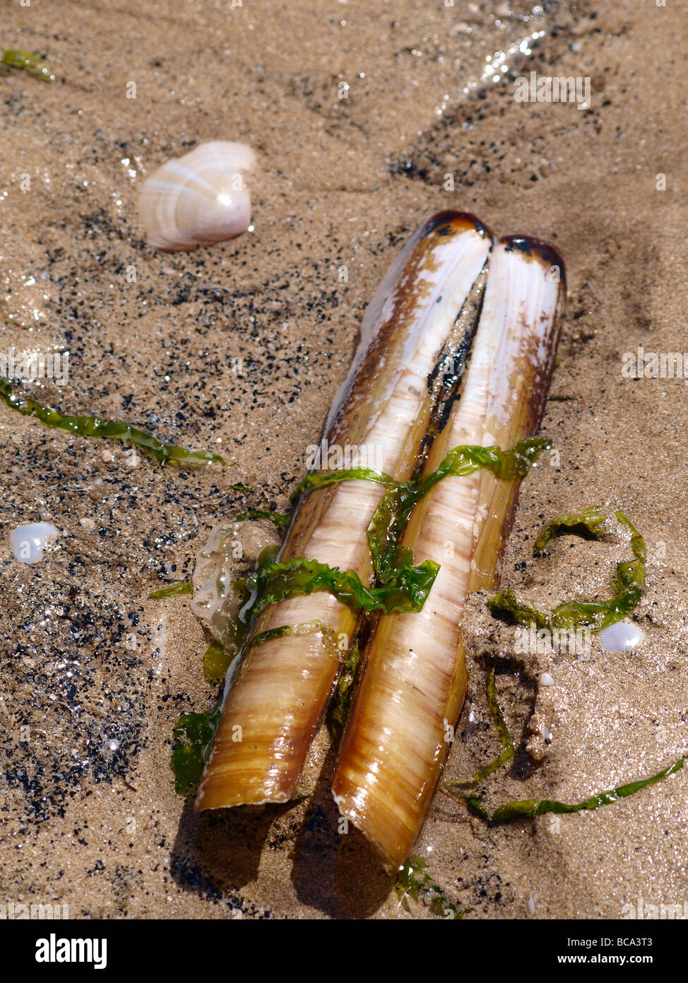 Ensis ensis Banque de photographies et d’images à haute résolution - Alamy