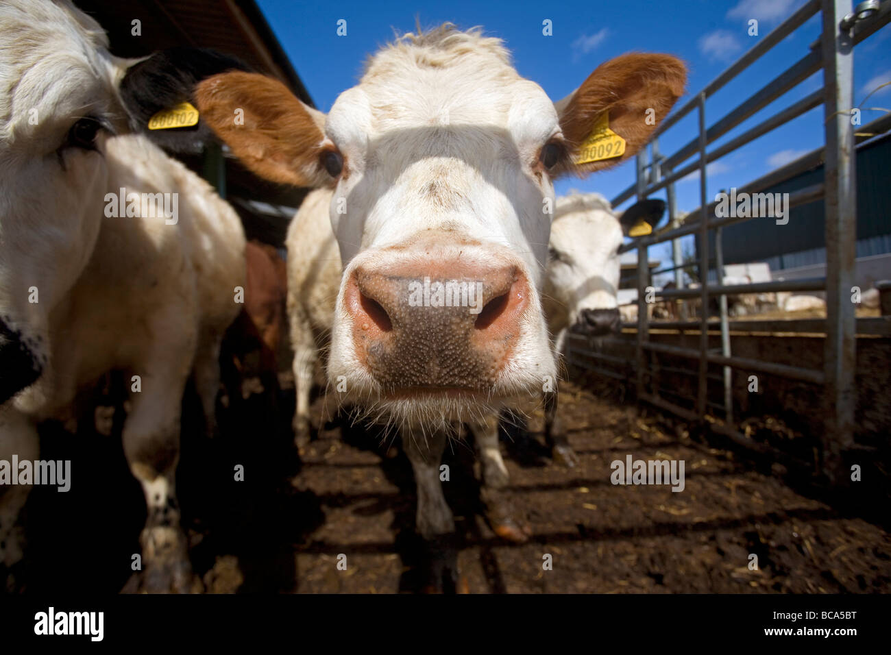 White face angus cattle cow Banque de photographies et d’images à haute ...