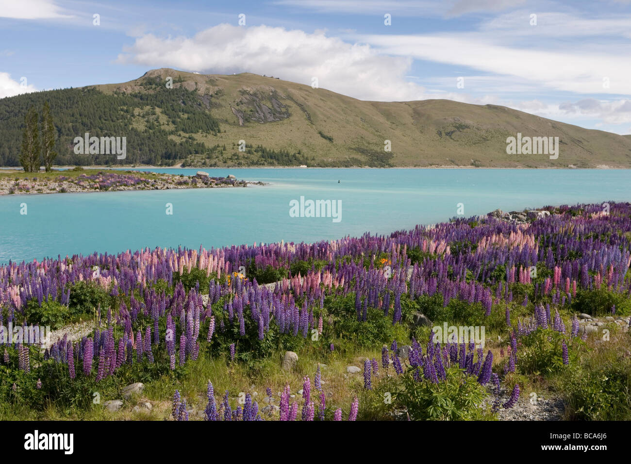 Champ Lupin et le Lac Tekapo, Lake Tekapo, Mackenzie Country, île du ...