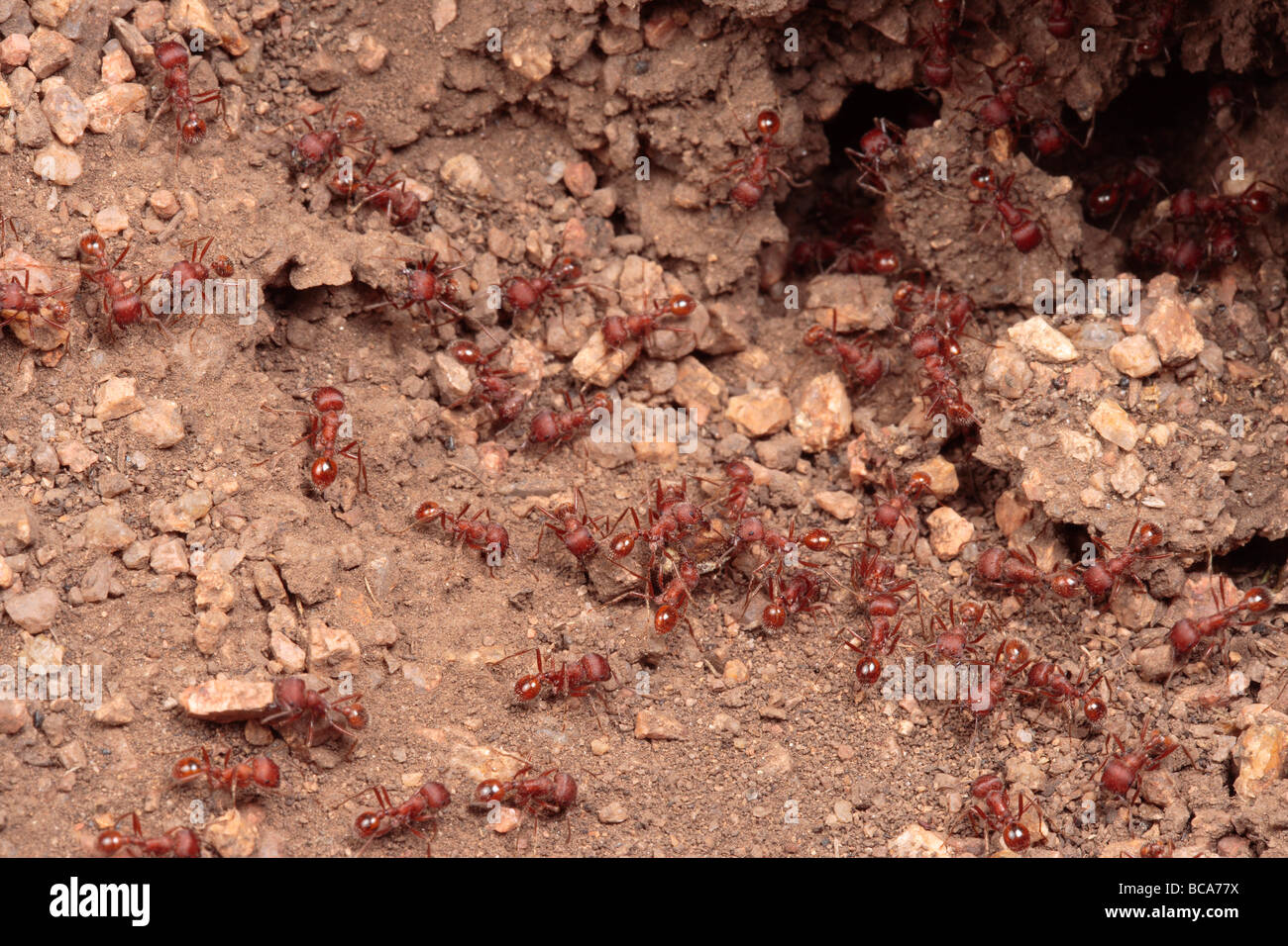 Nuées de fourmis Banque de photographies et d’images à haute résolution ...