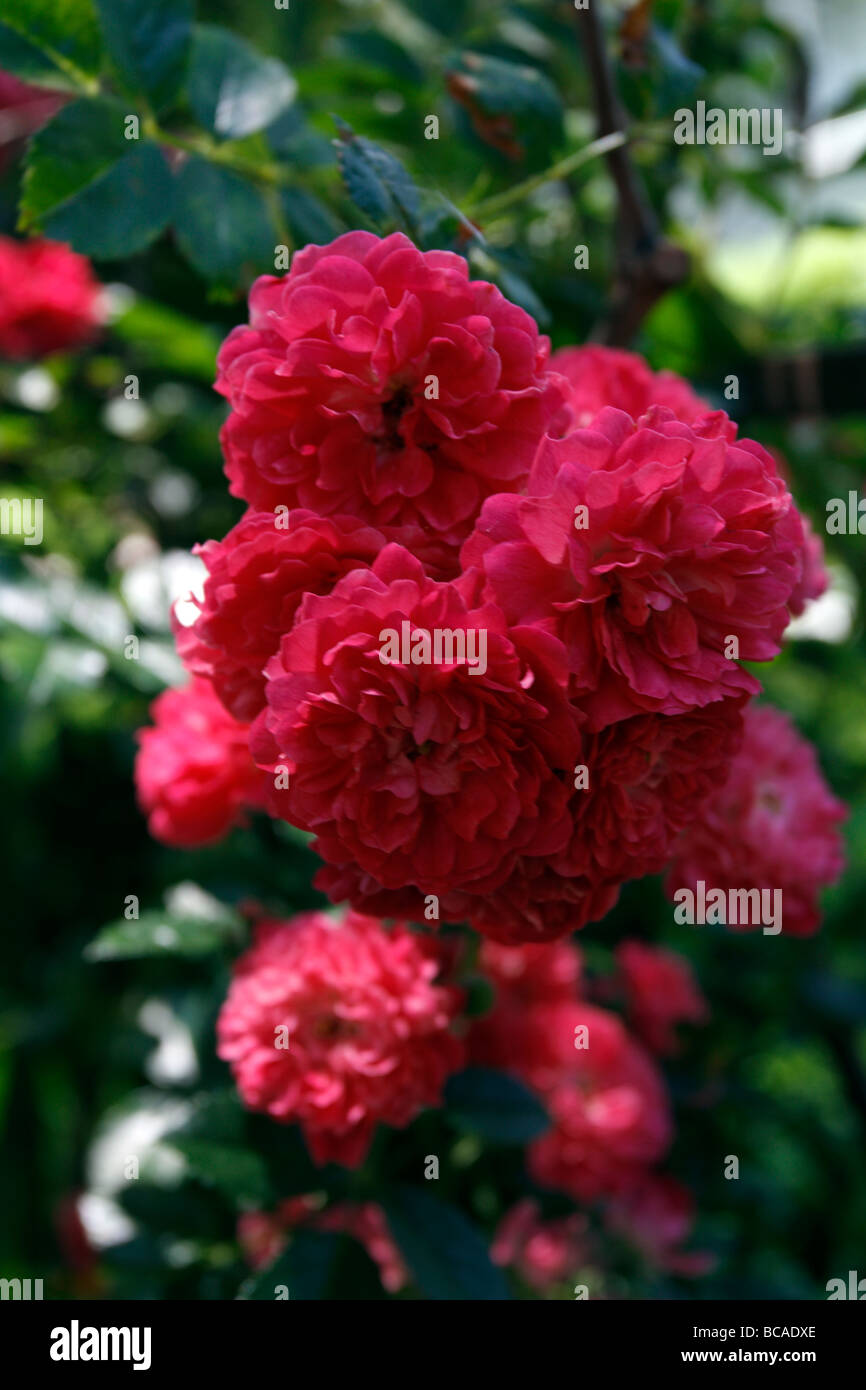Cluster of red roses Banque de photographies et d’images à haute ...