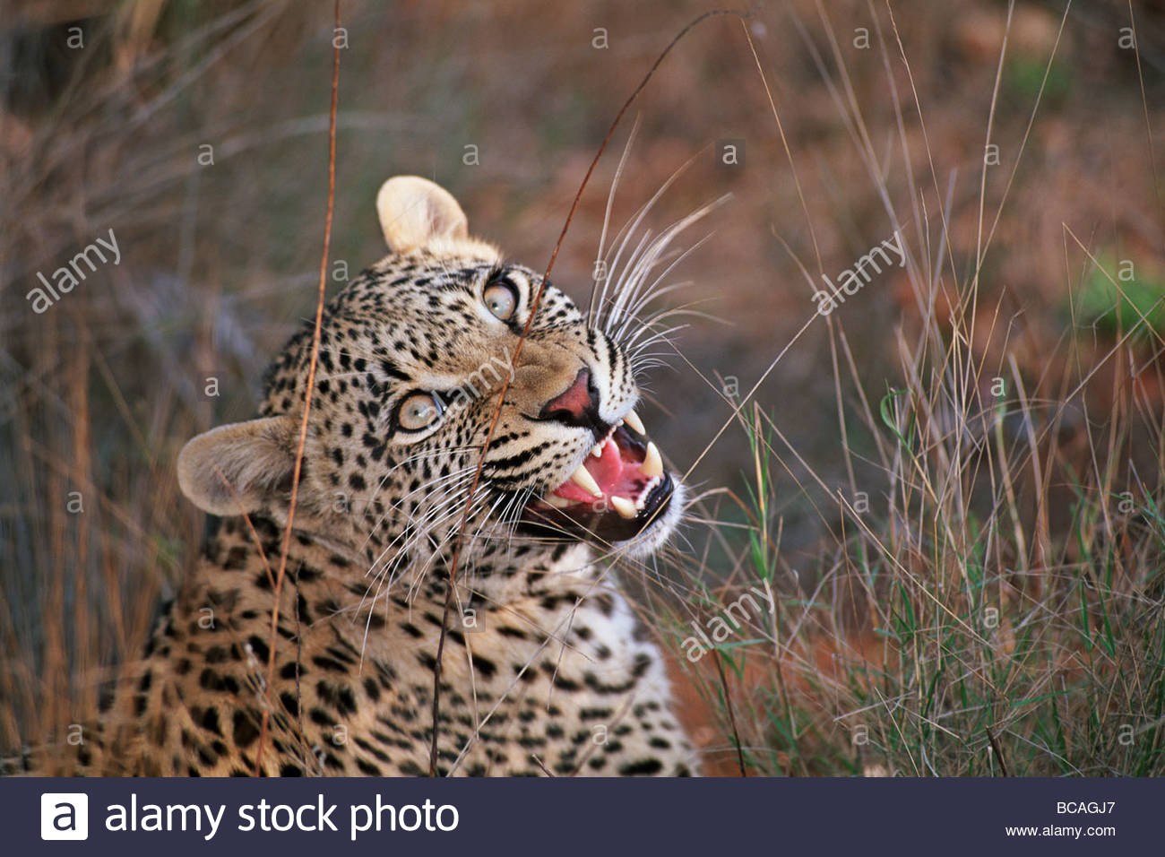 African leopard cub portrait Banque de photographies et d’images à ...