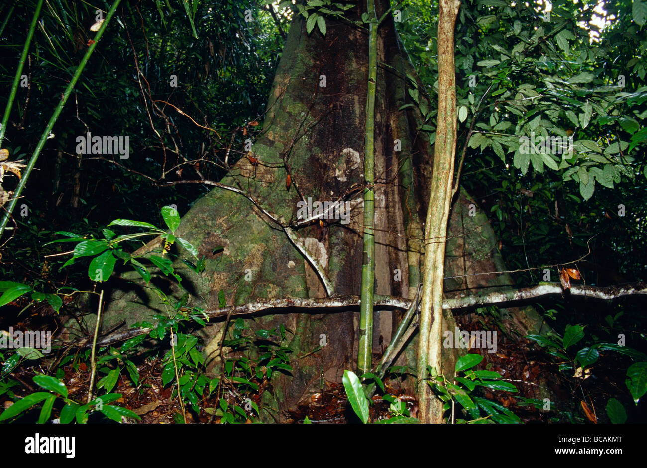 Racines contrefort massif d'un géant de la forêt tropicale Photo Stock ...