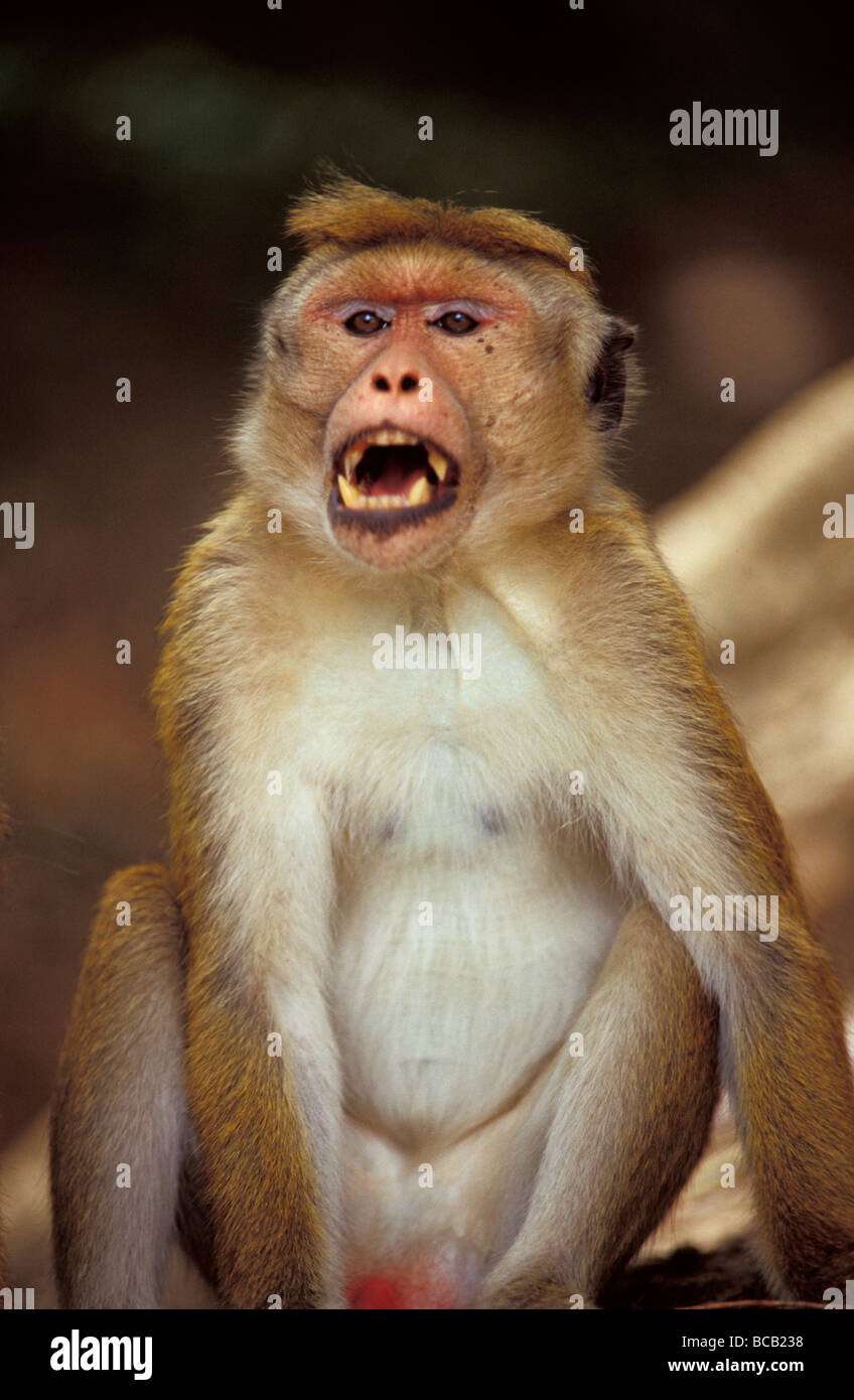 Affichage des dents de macaque Banque de photographies et d’images à ...