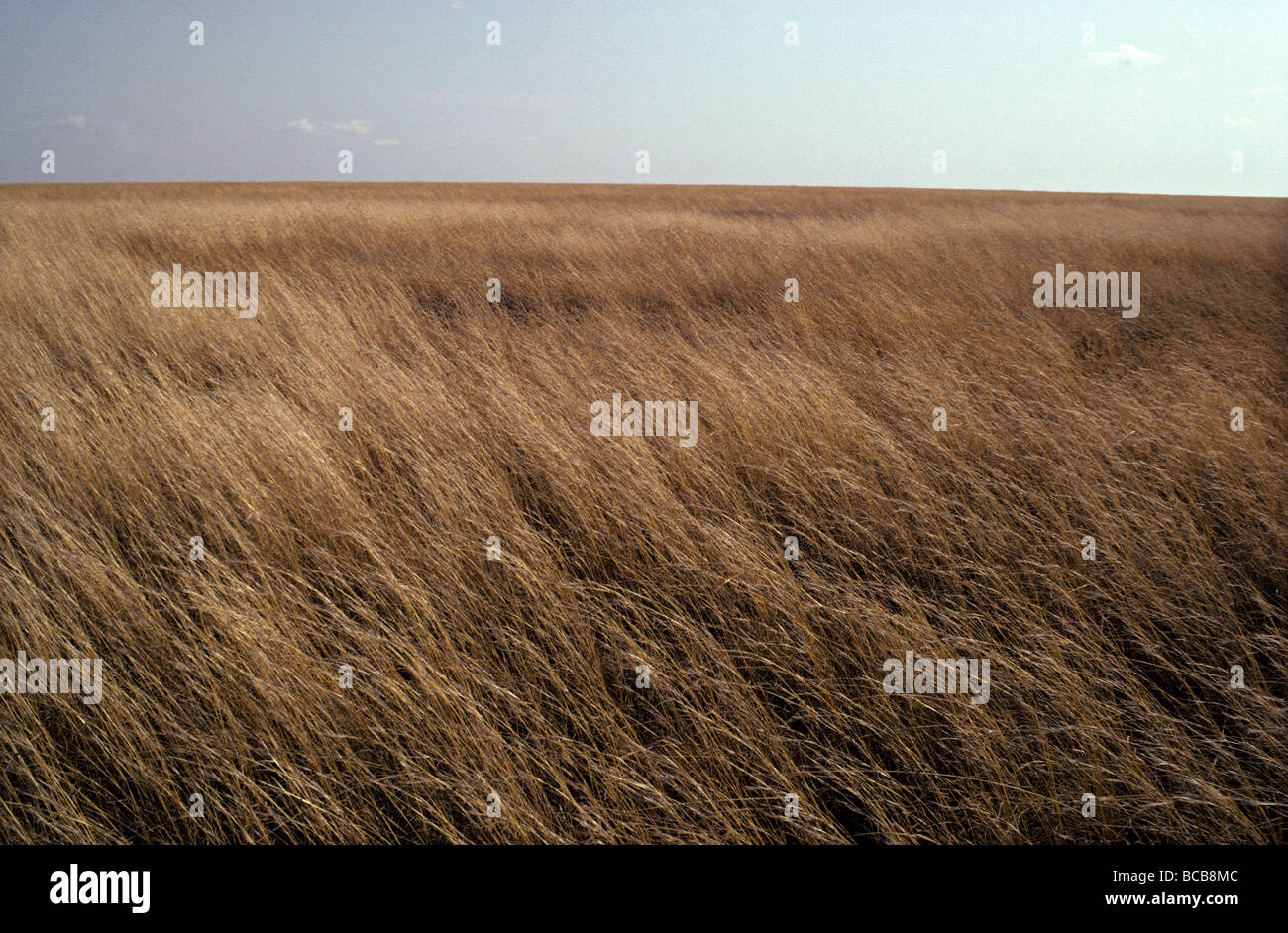 L'afrique hurle Banque de photographies et d’images à haute résolution ...