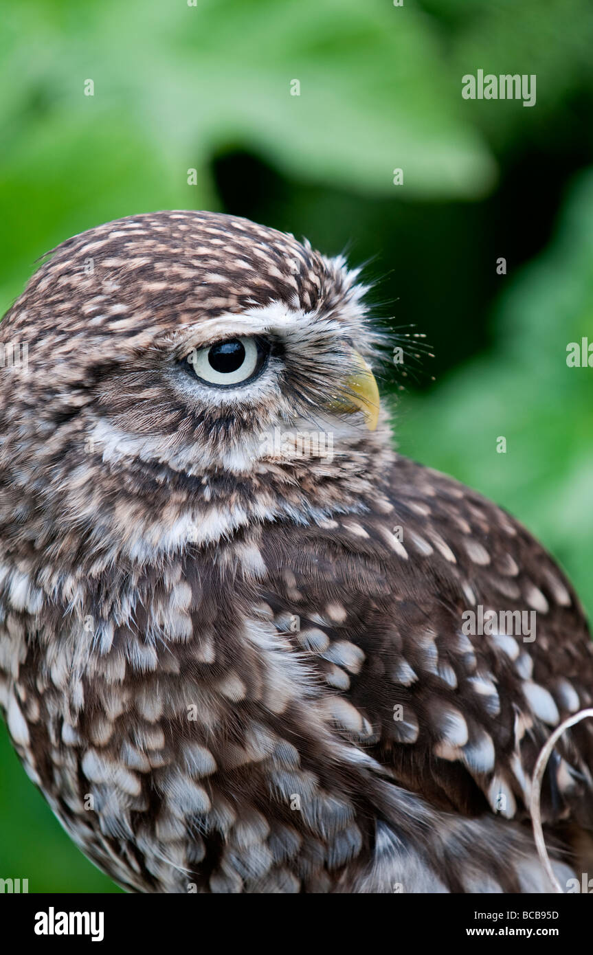 Nocturne et diurne Banque de photographies et d’images à haute ...