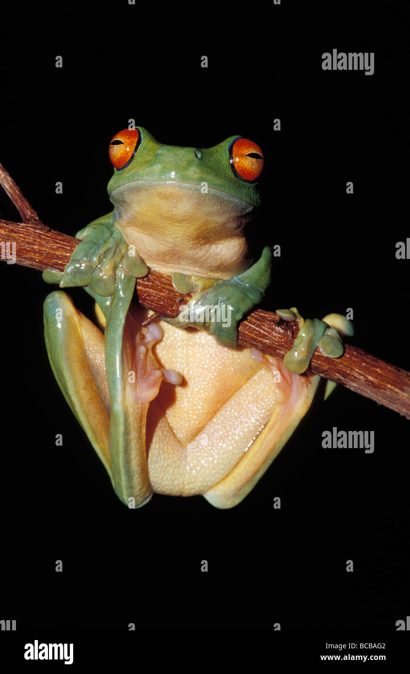 Une grenouille arboricole aux yeux rouges, Litoria Chloris, accroché à ...