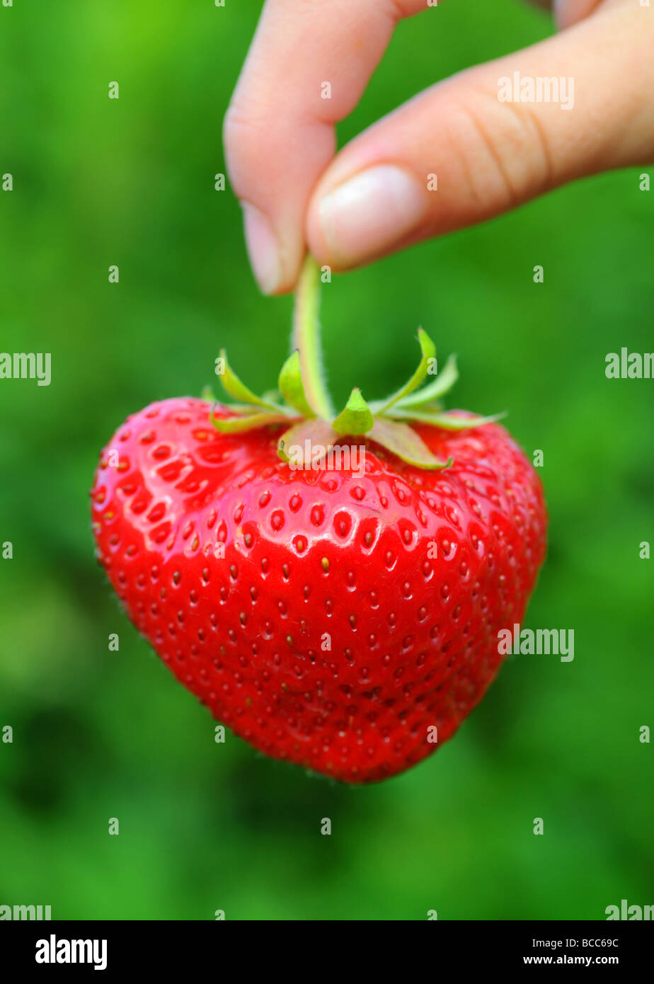 Fraise Banque de photographies et d’images à haute résolution - Alamy