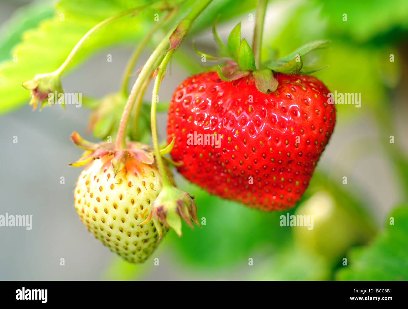 Fraise Banque de photographies et d’images à haute résolution - Alamy