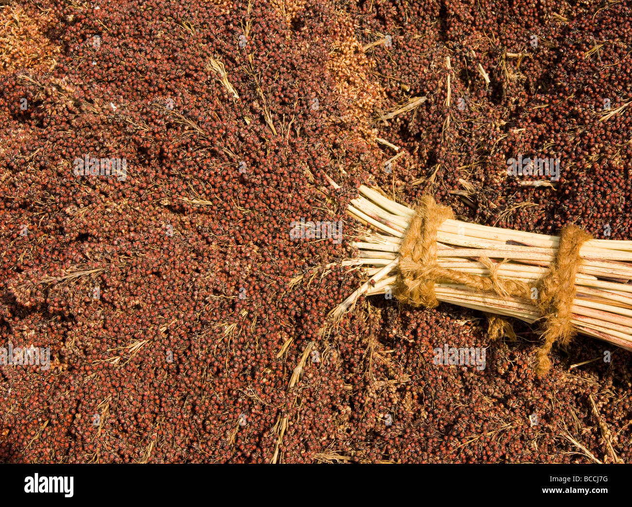 Sorgho à grain rouge Banque de photographies et d’images à haute ...