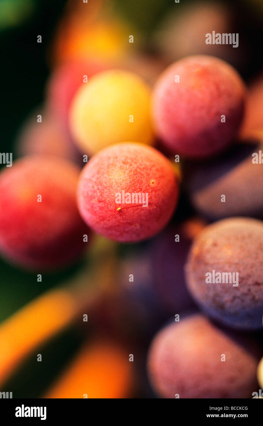 Zoom sur une grappe de raisin Banque de photographies et d’images à ...