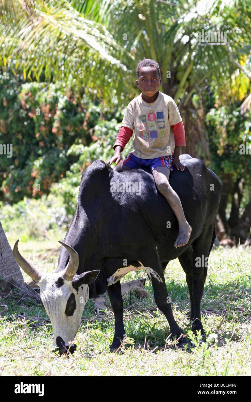 Jeune garçon malgache équitation une vache prises à Mandena, Fort ...