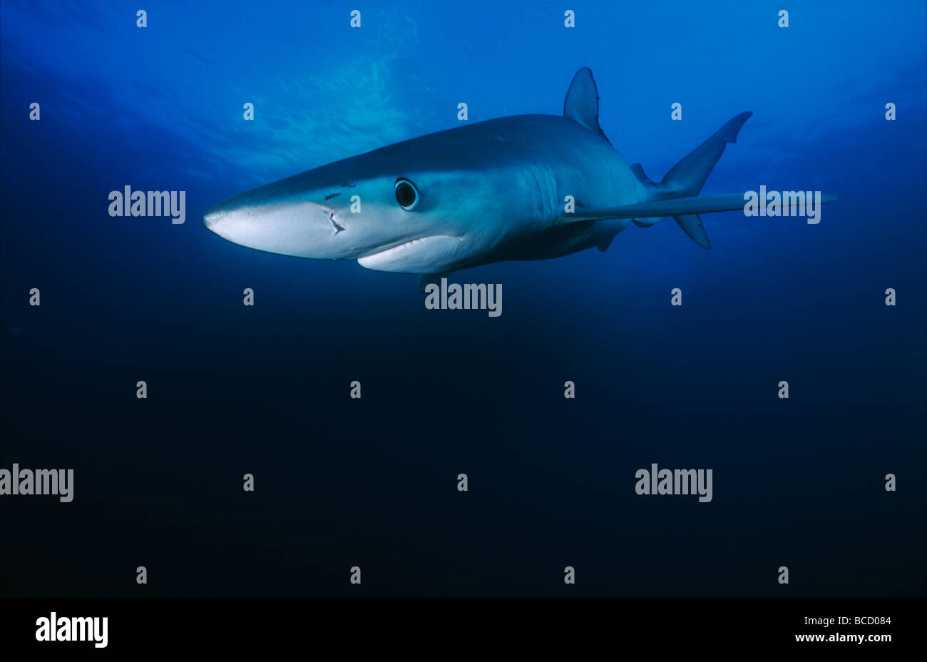 Requin Bleu Banque d'image et photos - Alamy