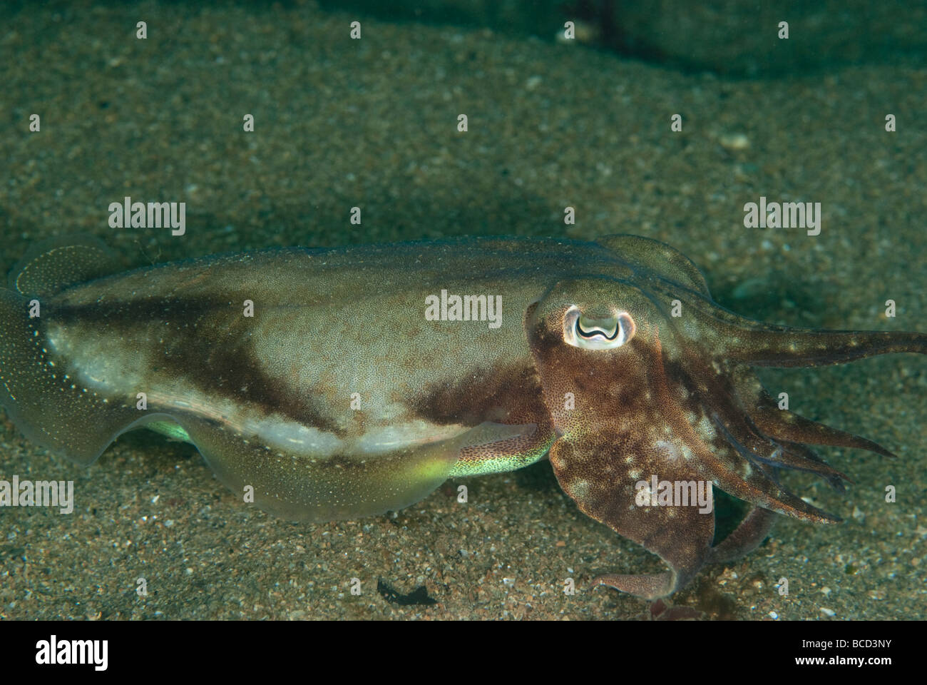 Common cuttlefish Banque de photographies et d’images à haute ...