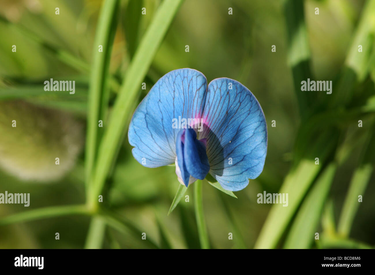 Lathyrus sativus azureus Banque de photographies et d’images à haute ...