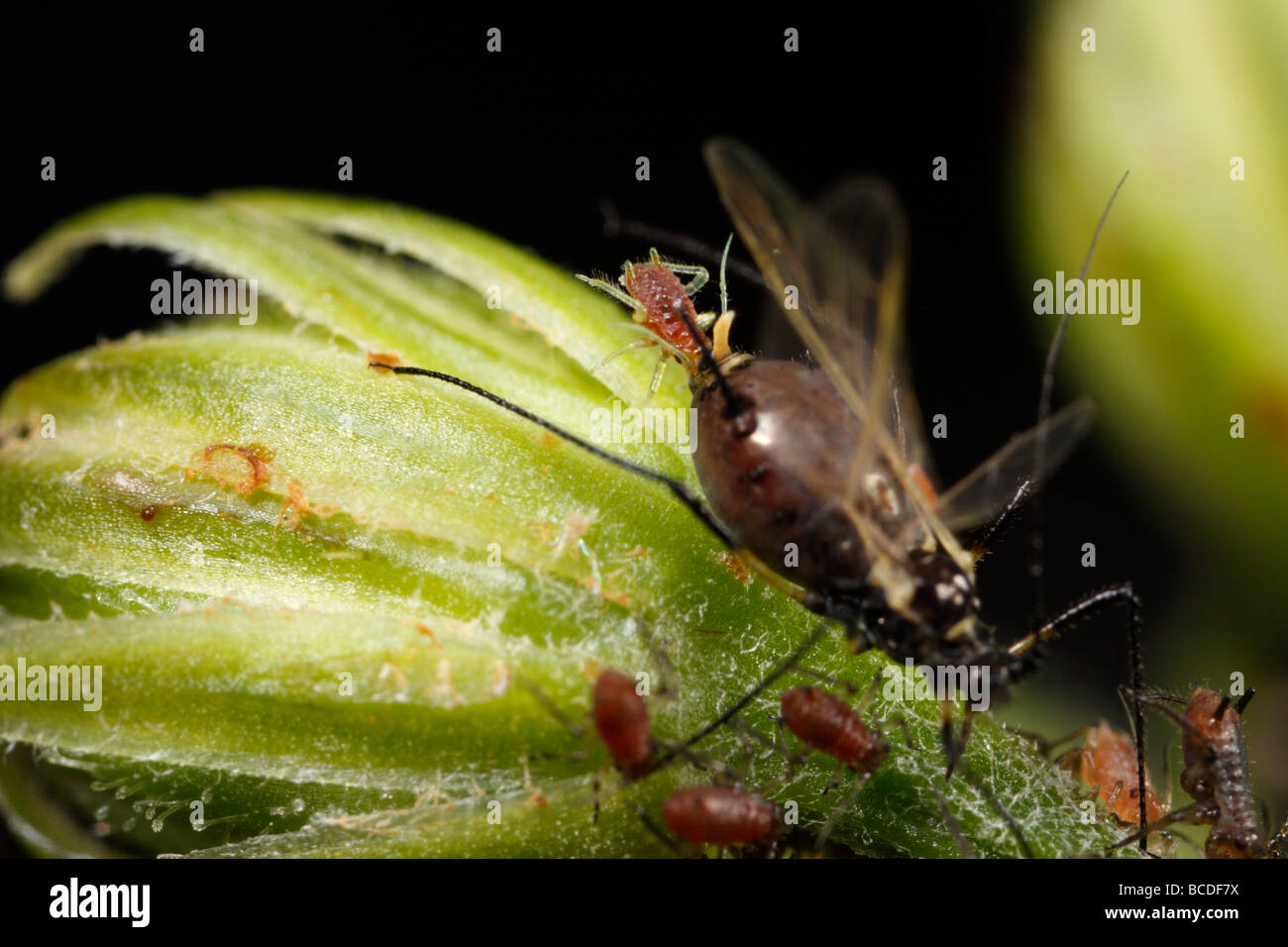 Naissance De Pucerons Banque d'image et photos - Alamy