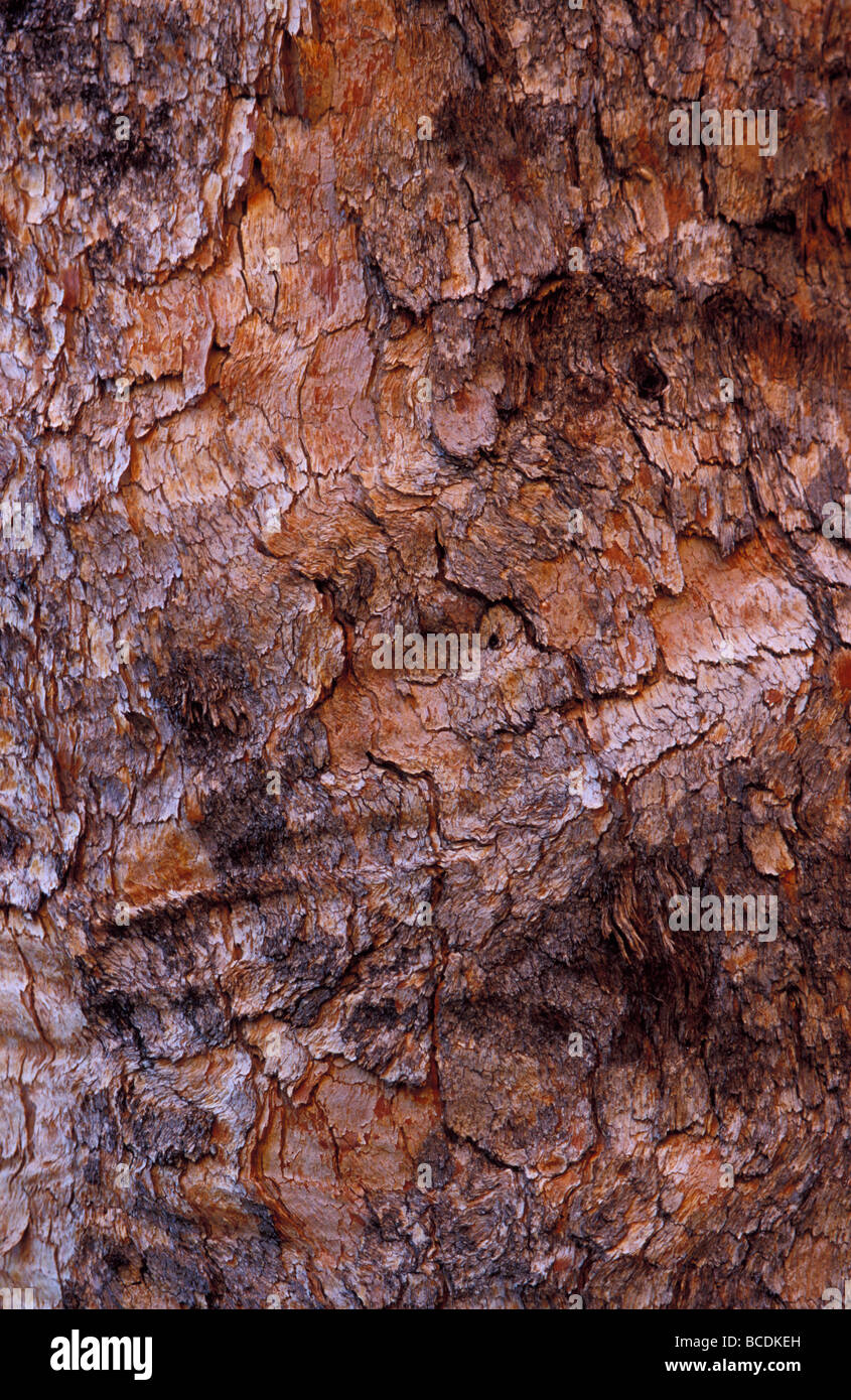 L'écorce texturée d'un désert Bloodwood tree, Corymbia terminalis Photo ...