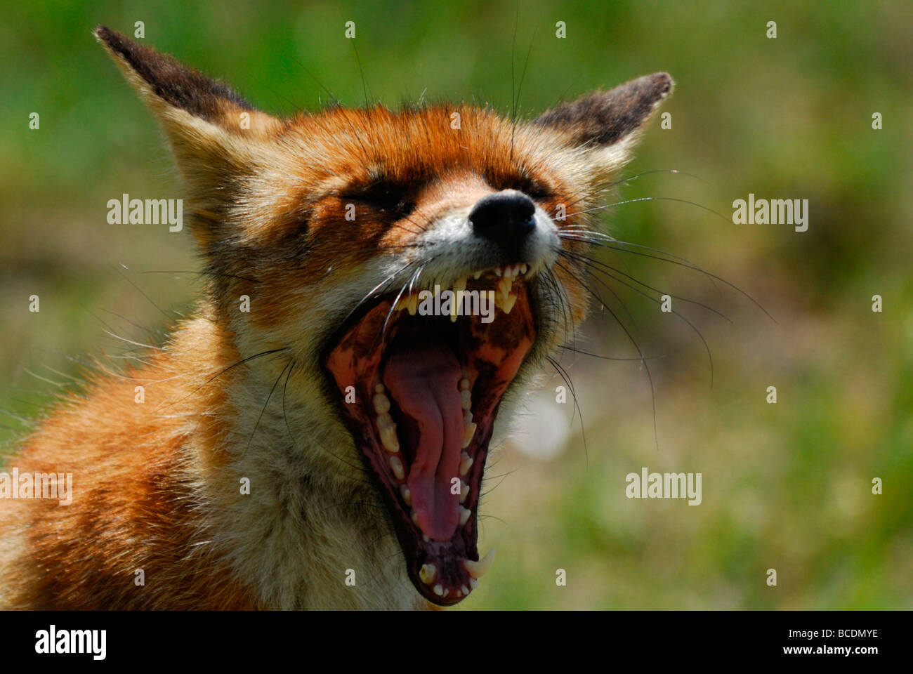 Denture du renard Banque de photographies et d’images à haute ...
