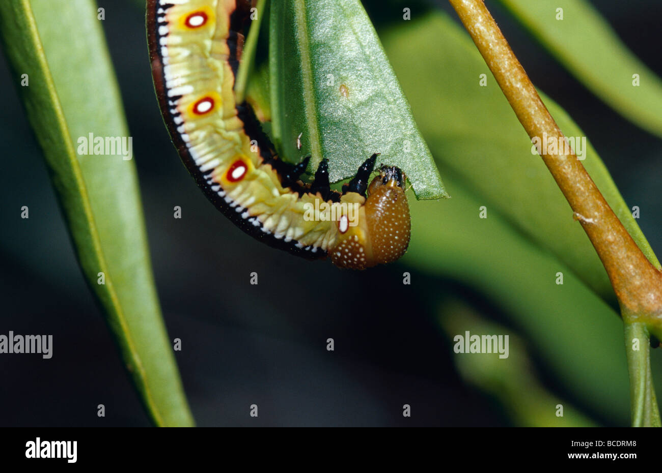 La chenille de Cephonodes kingii, une espèce, se nourrissant de ...