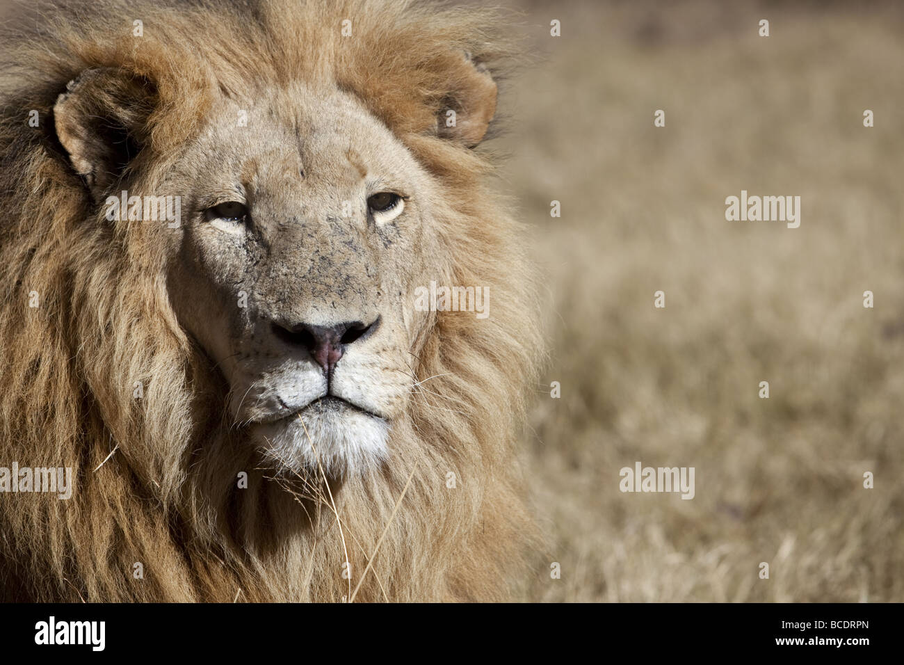 Lion camouflage Banque de photographies et d’images à haute résolution ...