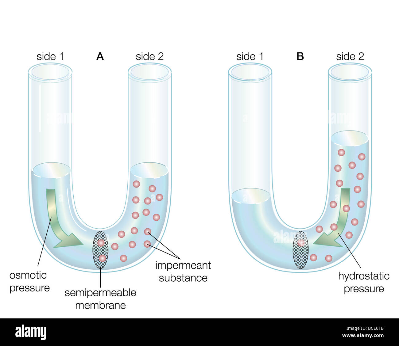 Membrane semipermeable Banque de photographies et d’images à haute ...