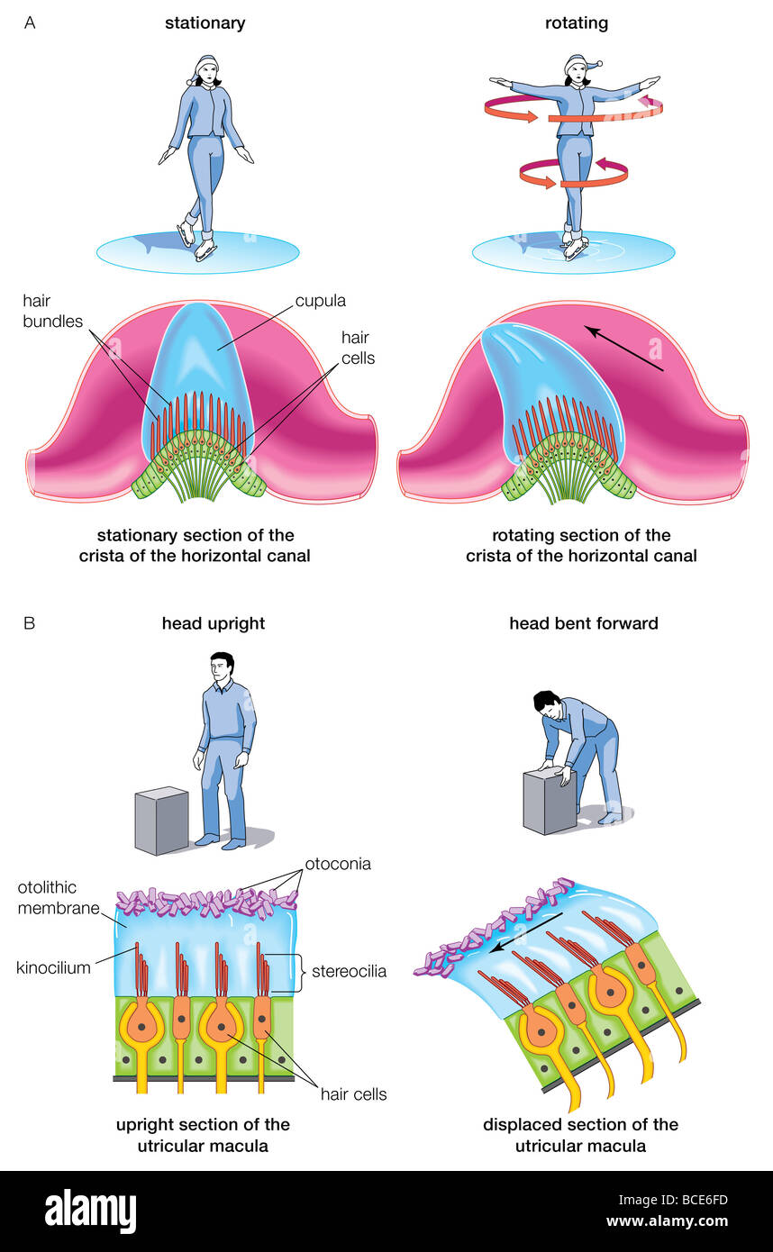 Les deux organes sensoriels de l'équilibre : les crêtes du demi-cercle ...