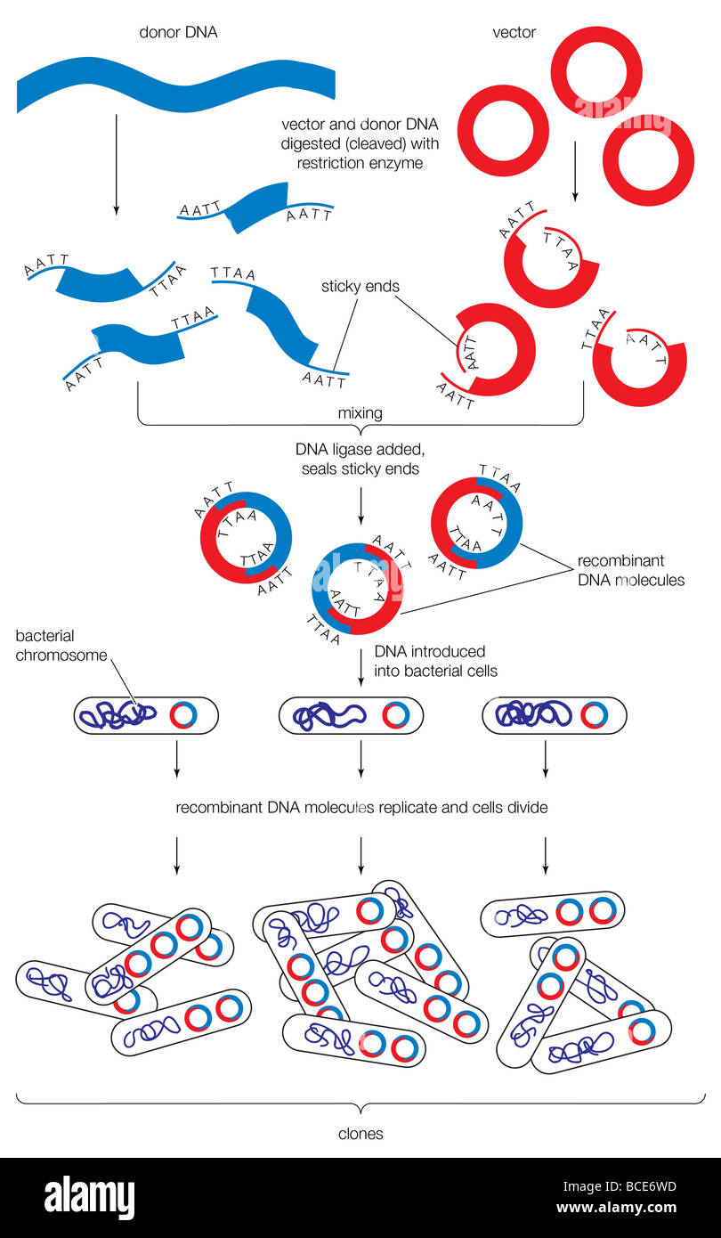 Les étapes de l'ingénierie d'une molécule d'ADN recombinant Photo Stock ...
