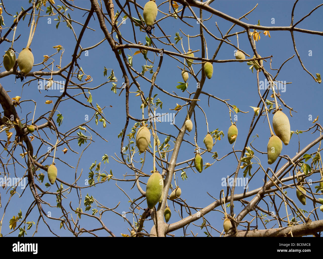 Arbre fruitier afrique mali Banque de photographies et d’images à haute ...