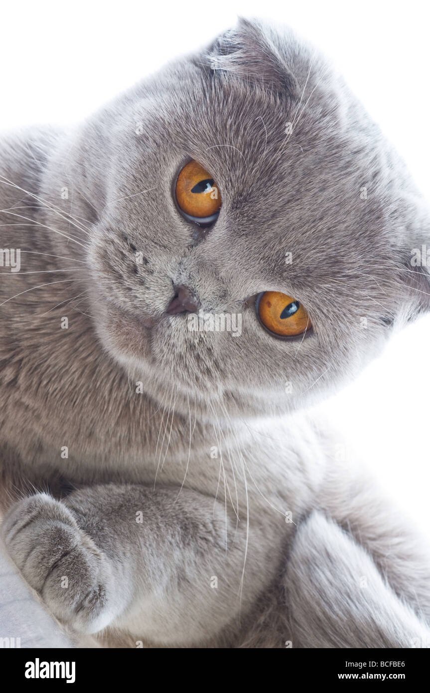 Vétérinaire britannique Banque de photographies et d’images à haute ...