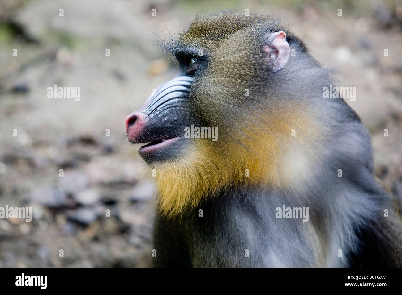 Babouin au mandrill Banque de photographies et d’images à haute ...