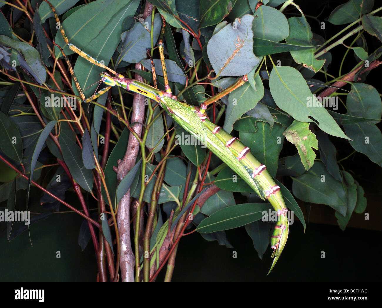 Goliath stick insect Banque de photographies et d’images à haute ...